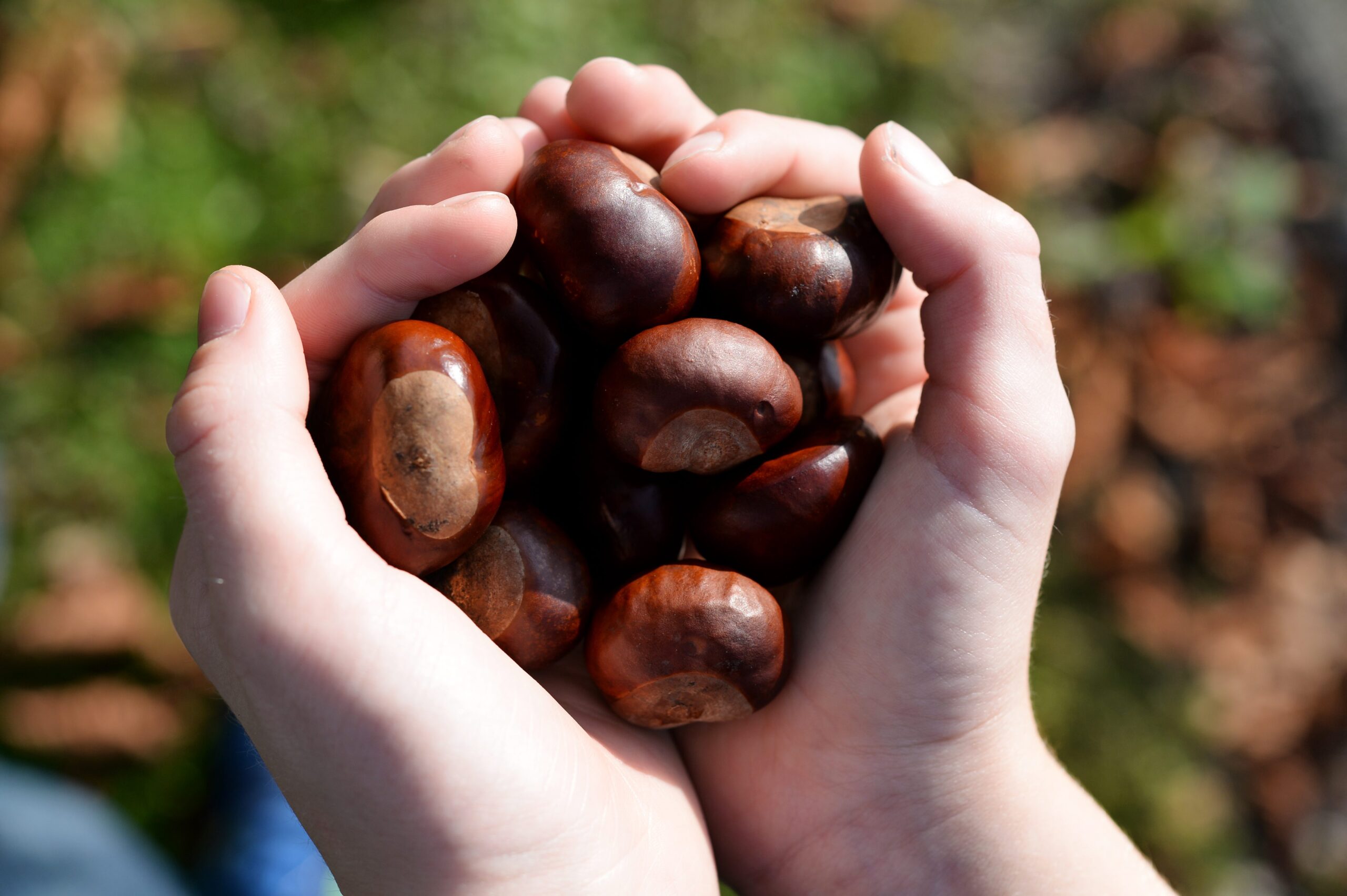 Can You Eat a Buckeye Nut? Benefits of using buckeye nut - Bourbono
